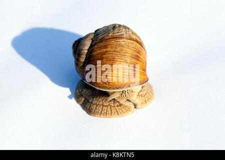 A closeup of a snail hiding in the shell on the tree branch with the ...
