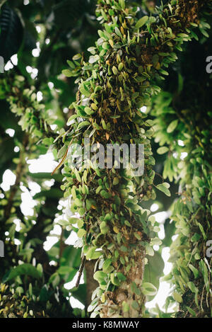 Tropical parasite plant on a tree in Bali, Indonesia Stock Photo - Alamy