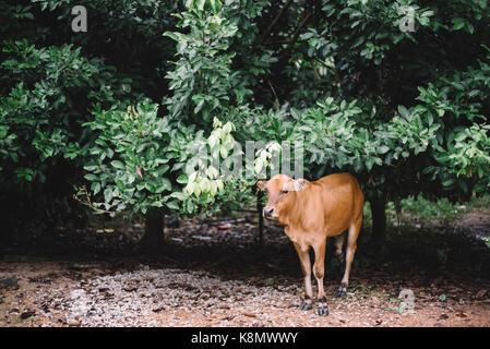 livestock.cow or calf is eating leaves in the farm.agricultural and ...