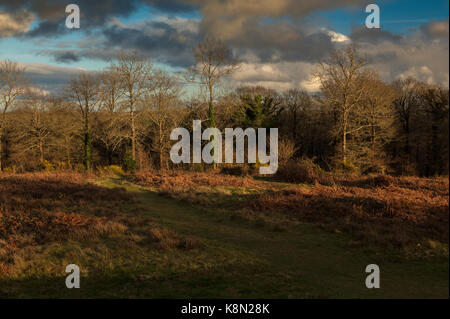 Hembury Castle - Iron Age and medieval hill fort - above the Dart ...