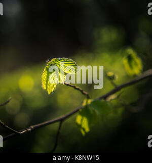 Beautiful hazelnut tree in spring Stock Photo - Alamy