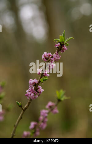 Beautiful mezereon blossoms in spring in natural habitat Stock Photo ...