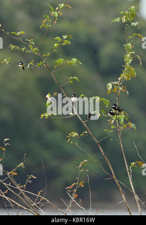 Black-collared Swallow (Atticora melanoleuca) two adults on mudbank in ...