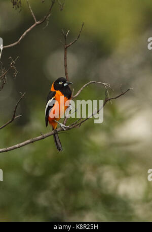 Venezuelan troupial in the tropical rainforest, closeup Stock Photo - Alamy