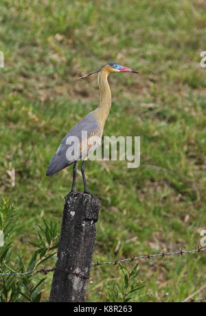 Whistling Heron, syrigma sibilatrix, Adults in Flight, Los Lianos in ...