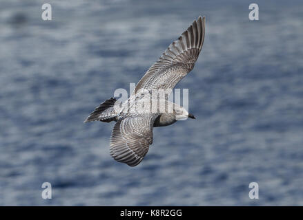 Thayer's Gull (Larus thayeri) first winter walking at waters edge ...