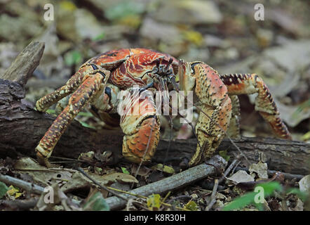 Robber Crab (Birgus latro) close up of adult at night rolling coconut ...