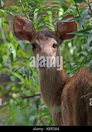 Javan Deer (Rusa timorensis Stock Photo - Alamy