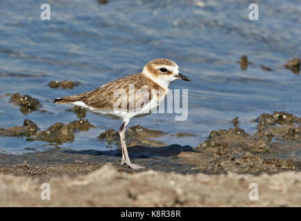 Javan Plover (Charadrius javanicus) adult female on bank of shrip ponds ...
