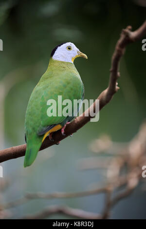 Black-Naped Fruit Dove, adult female, Southeast Asia, (Ptilinopus ...