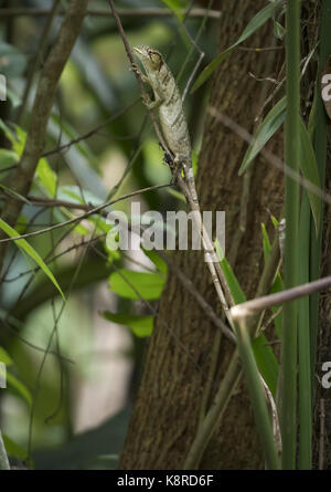 Canopy lizard (Polychrus gutturosus), Gamboa, Panama, May Stock Photo ...