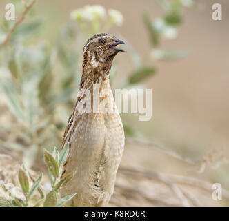 Common Quail (Coturnix coturnix), breeding male, Aragon, Spain Stock ...
