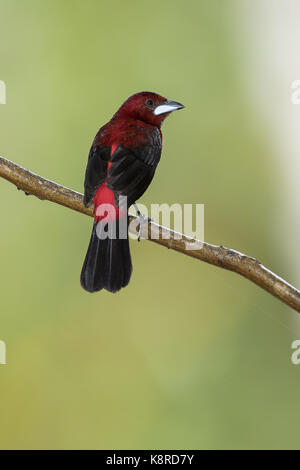 Crimson-backed tanager (Ramphocelus dimidiatus) male, species of bird ...