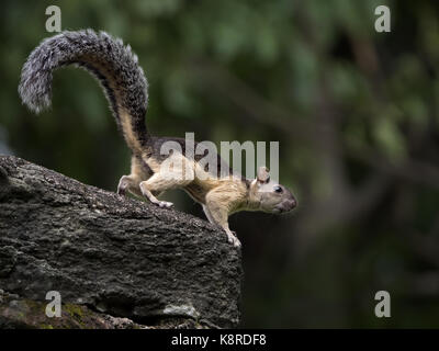 Variegated Squirrel (Sciurus variegatoides), ruins of Panama Viejo ...