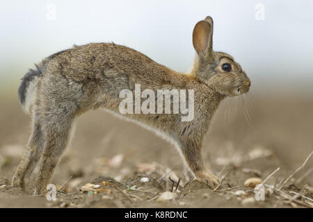 Juvenile Rabbit on the alert Stock Photo - Alamy