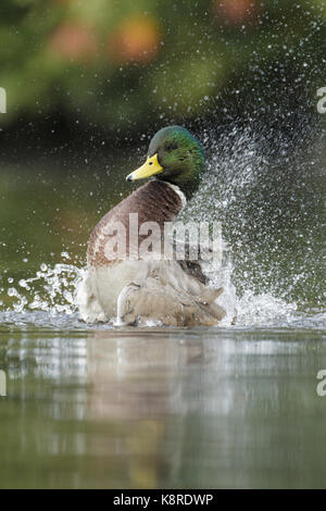 Duck Mallard Anas platyrhynchos anatidae standing on a rock near a pond ...