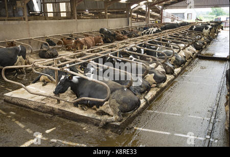 Dairy cows lying in a cubicle house, Lancaster, Lancashire.UK Stock ...