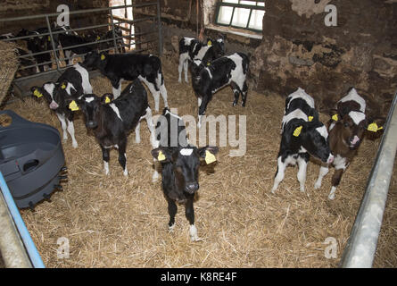 Calves in a straw calf rearing pen, Cheshire Stock Photo - Alamy