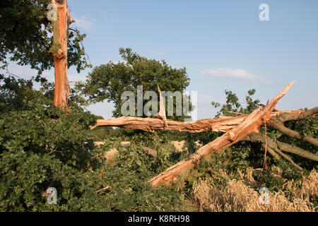 Lightning Damaged Oak tree at a result of lightning strike Stock Photo ...