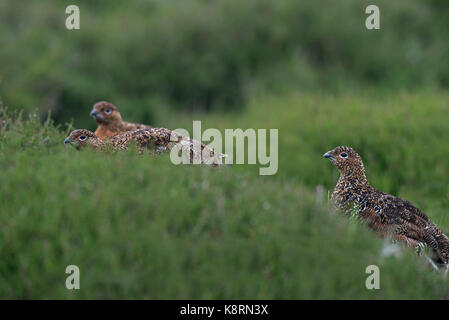 Red Grouse [ Lagopus lagopus scotica ] group of birds in early morning ...