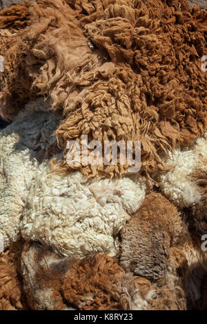 Llama (Lama glama). Fur texture Stock Photo - Alamy