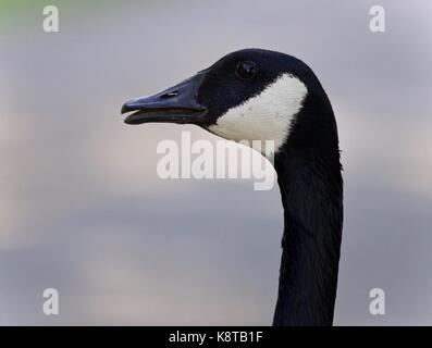 Image of an emotional Canada goose screaming Stock Photo - Alamy