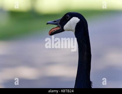 Photo of an emotional Canada goose screaming Stock Photo - Alamy