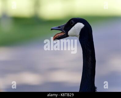 Postcard with an emotional Canada goose screaming Stock Photo - Alamy
