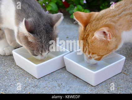 Two cute tabby cats eating together dry food from a white bowl seen ...