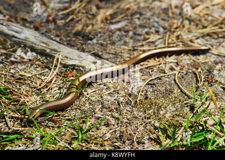 Slow worm also called copper lizard or incorrect copper worm Stock ...