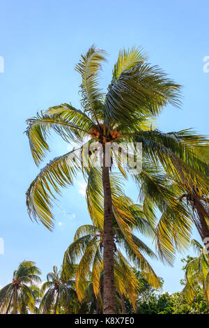 Coconut Palm in Havana, Cuba Stock Photo - Alamy
