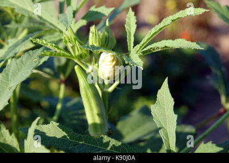Okra is related to cotton and a good source of fiber Stock Photo - Alamy