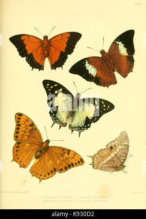 Lepidoptera exotica, or, Descriptions and illustrations, 1869 1874 ...