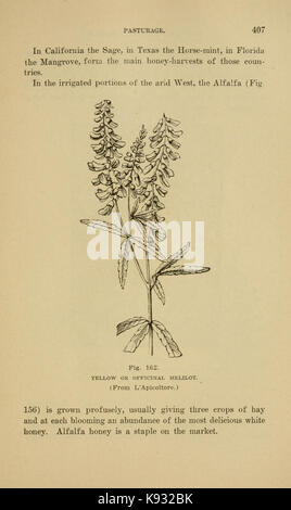 In-depth guide on the biology, behavior, and management of bees ...