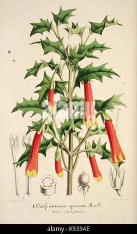 'L'Illustration horticole' is a French horticultural journal featuring ...
