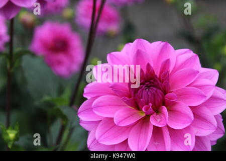 pink dahlia flower vicus beda in flower Stock Photo - Alamy