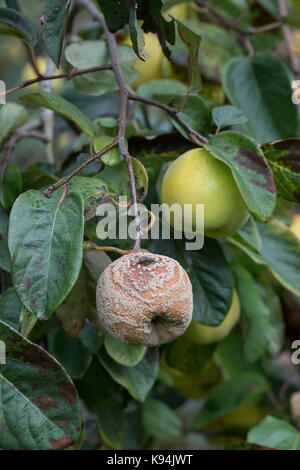 Quince fruits grow on quince tree with green foliage in autumn garden ...