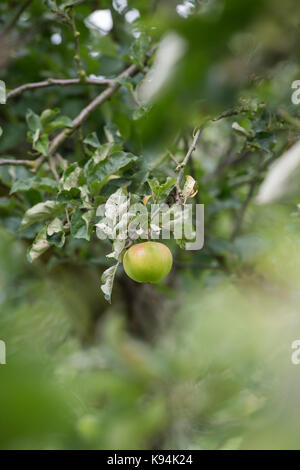 Ripe apple tree (Malus) with leaves on a turquoise background, Bavaria ...