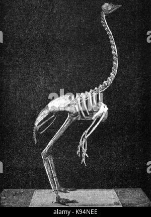 King Island Emu Stock Photo - Alamy