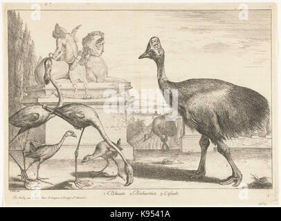 Kasuarissen, purperkoet en flamingo's Stock Photo - Alamy