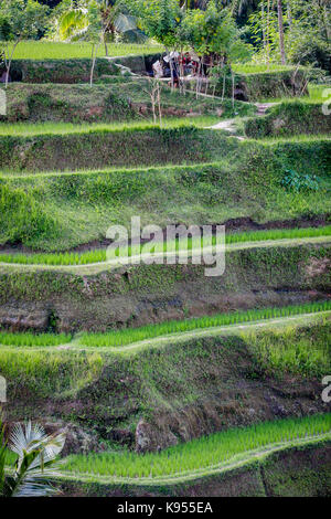 Rice filed and rice terrace on Bali, Indonesia Stock Photo - Alamy