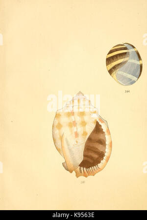 Kaisenshu, Catalogs, Japan, Mollusks, Pictorial works, Shells, Marine ...