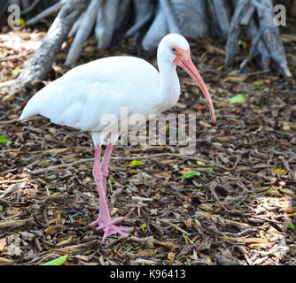 Immature White Ibis in Everglades Florida USA Stock Photo - Alamy