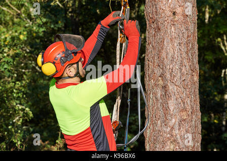 Lumberjack with a saw and harness for pruning a tree. A tree surgeon ...