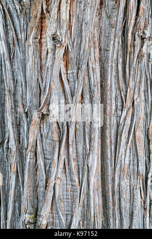 Texture of an old juniper tree trunk with vertical bark patterns Stock ...