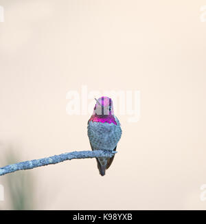 Male Annas Hummingbird (Calypte anna) feeding on a pink Salmonberry ...