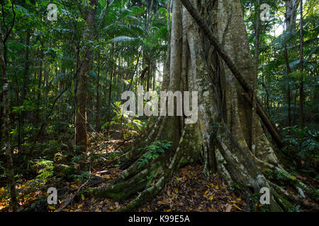 Strangler Fig Tree in the rainforest, Curtain Fig Tree National Park ...