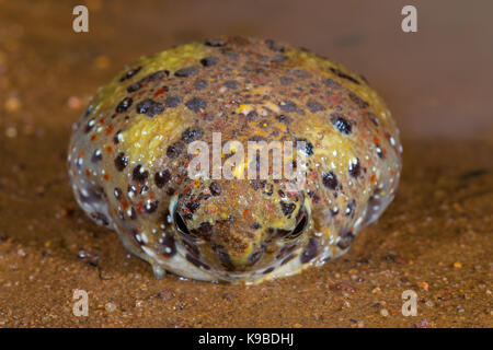 Crucifix Toad, also know as Holy Cross Frog (Notaden bennettii ...