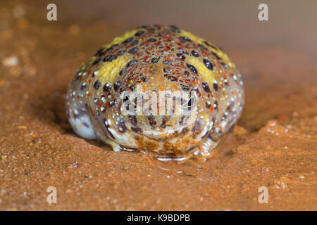 Crucifix Toad, also know as Holy Cross Frog (Notaden bennettii ...
