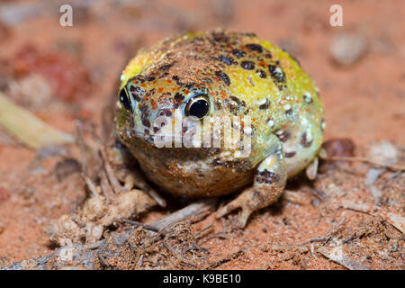 Crucifix Toad, also know as Holy Cross Frog (Notaden bennettii ...